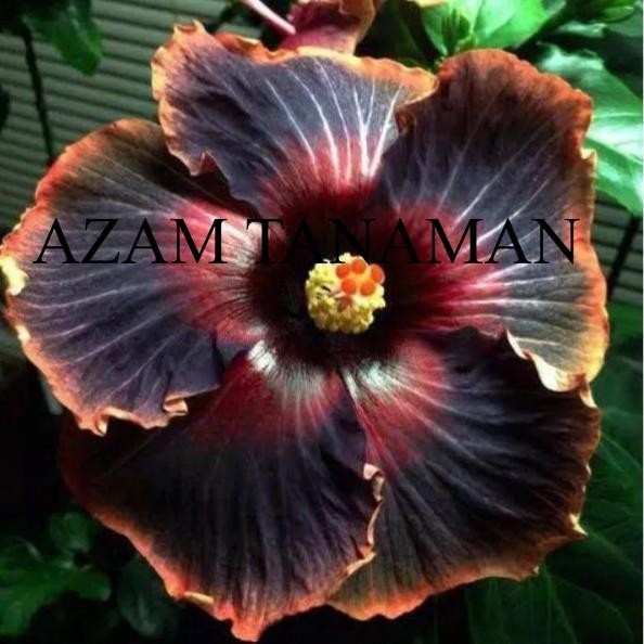 Jual Tanaman Hias Bunga Sepatu Black Cardinal/Pohon Kembang sepatu ...