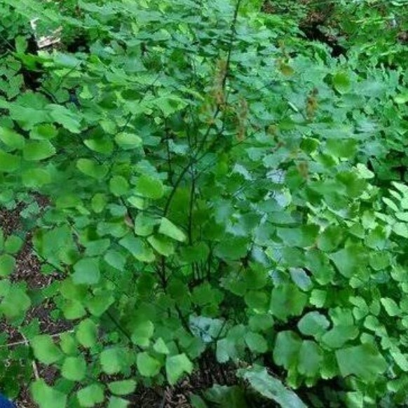 Jual pohon suplir / tanaman hias suplir / pohon pakis suplir,asal hutan ...