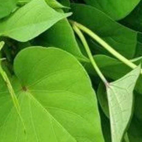 Jual Daun Ubi Jalar 500gr / Daun Ketela Rambat | Shopee Indonesia