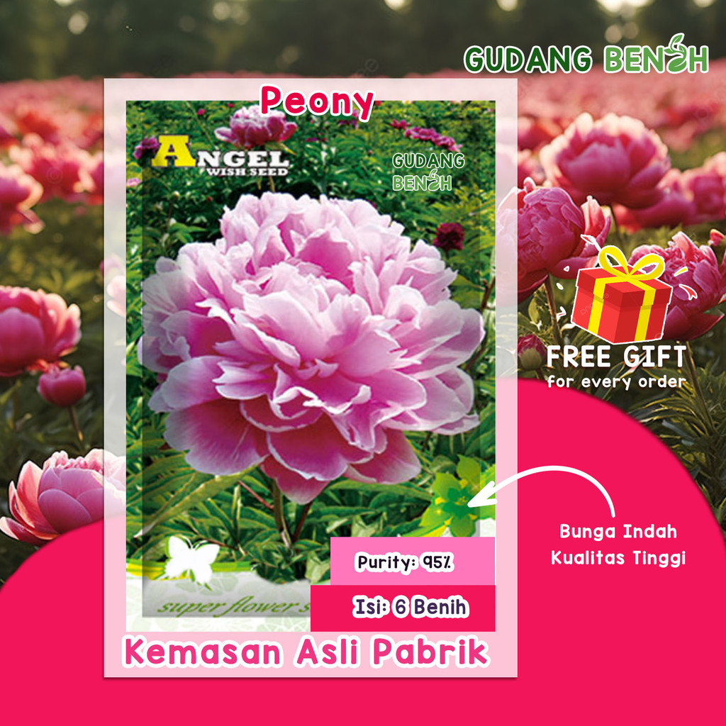 Jual [TERBARU] Bibit Tanaman Bunga Peony Cantik Pilihan Terbaik Isi 6 ...