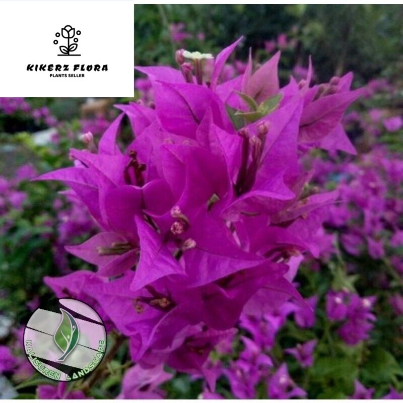Jual tanaman hias bugenvil bunga kertas ungu | Shopee Indonesia