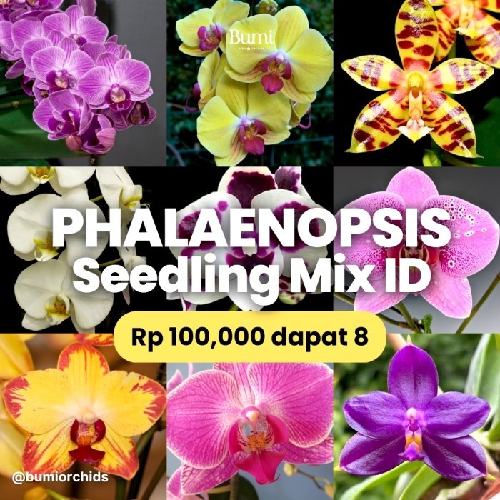 Jual BUMI ORCHIDS Anggrek Phalaenopsis (Bulan) hybrid MIX ID bibit ...