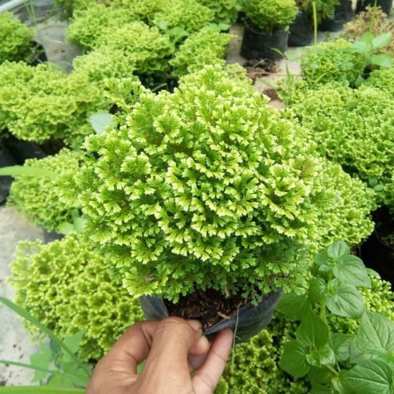 Jual TANAMAN HIAS LUMUT AMBON - LUMUT PAPUA - TANAMAN HIAS INDOOR Ready ...