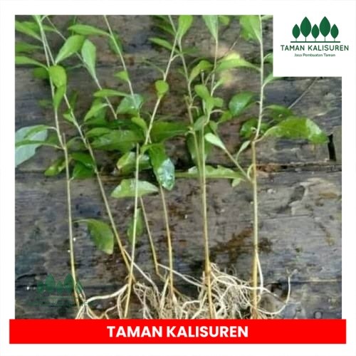 Jual Tanaman Hias Lee kwan Yew Tanaman likwanyu Menjuntai panjang harga ...