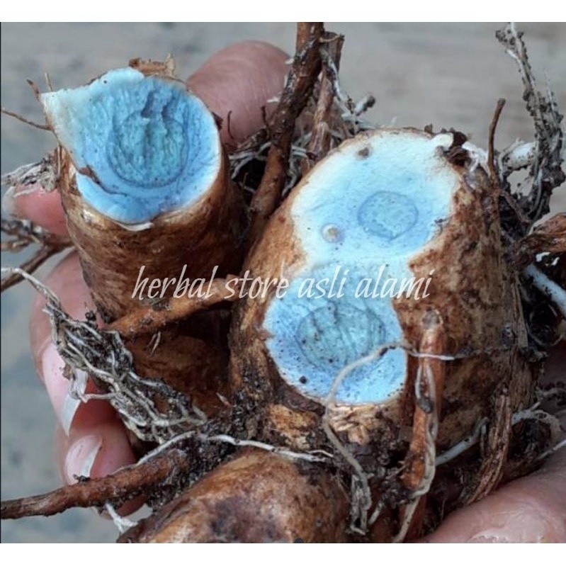 Jual obat herbal temu hitam/temu ireng segar 1 kg #terlaris | Shopee ...