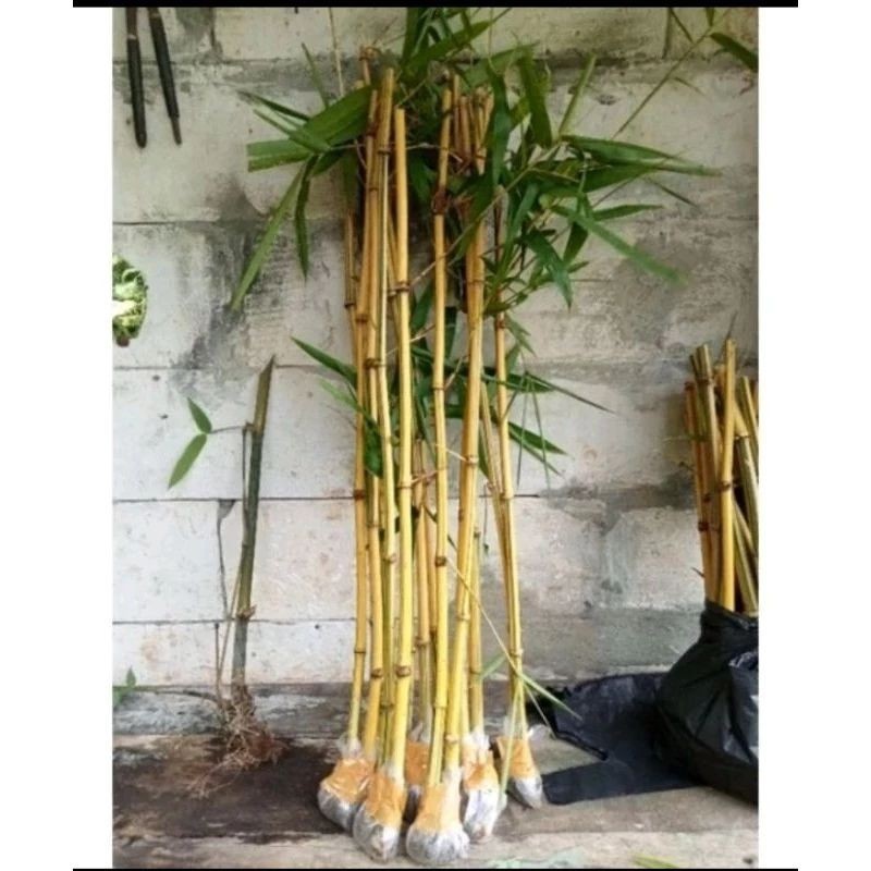 Jual Bambu kuning 100 cm Tanaman hias pengusir setan | Shopee Indonesia