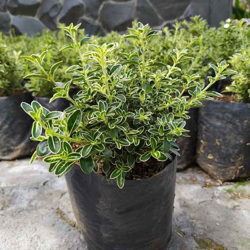 Jual Tanaman Hias Mirten Varigata | Bonsai Mini Unik, Daun Bervariasi ...