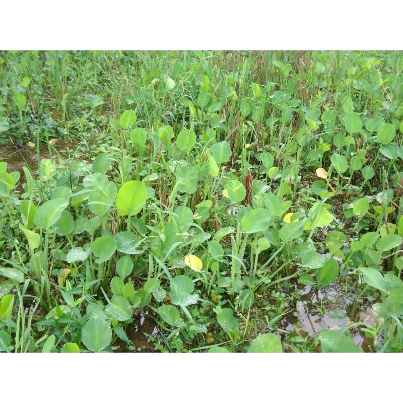 Jual Baru Bibit genjer gendot eceng sayur siap tanam COD Batak | Shopee ...