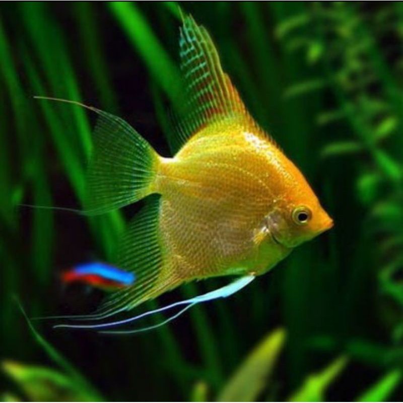 Jual Manfish BSP Golden Tricolor Altum Pinoy Platinum Red eye-ETALASE ...