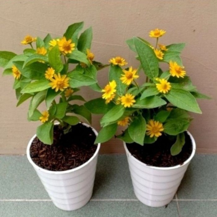 Jual ( BISA BAYAR DI TEMPAT ) Bunga Hias Matahari Mini Kolget Sudah ...