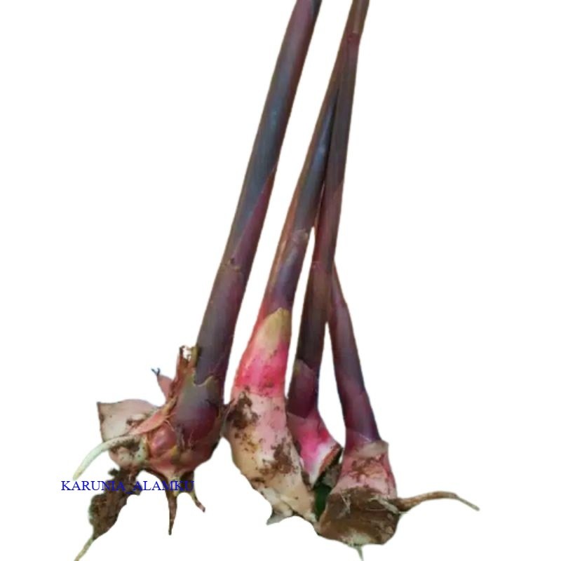 Jual Readyy Umbi batang kecombrang/combrang solusi bibit siap tanam ...