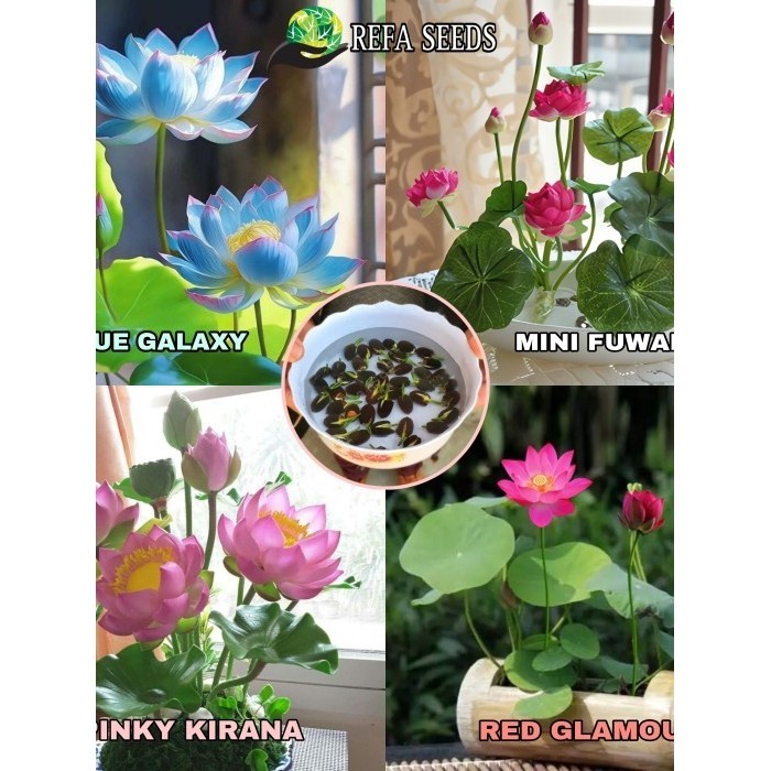 Jual Biji Bunga LOTUS Teratai Mini 3 butir Teratai Jepang Ditanam Dalam ...