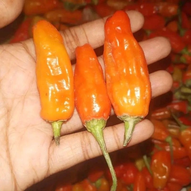 Jual SUPERAN!! 150++ BENIH CABAI RAWIT PRENTUL CABAI RAWIT DOMBA SETAN ...