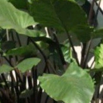 Jual Tanaman hias Sente Hijau / Batang hitam/keladi Batang hitam/talas ...