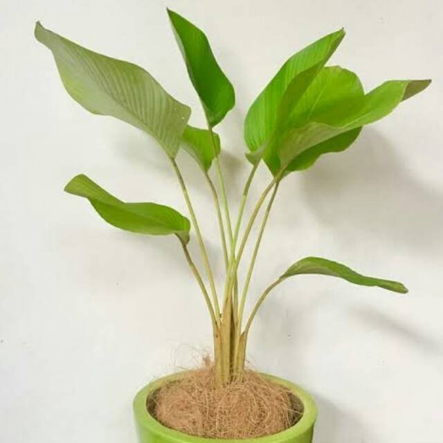 Jual TANAMAN HIAS CALATHEA LUTHEA - TANAMAN HIAS PISANG CALATHEA ...