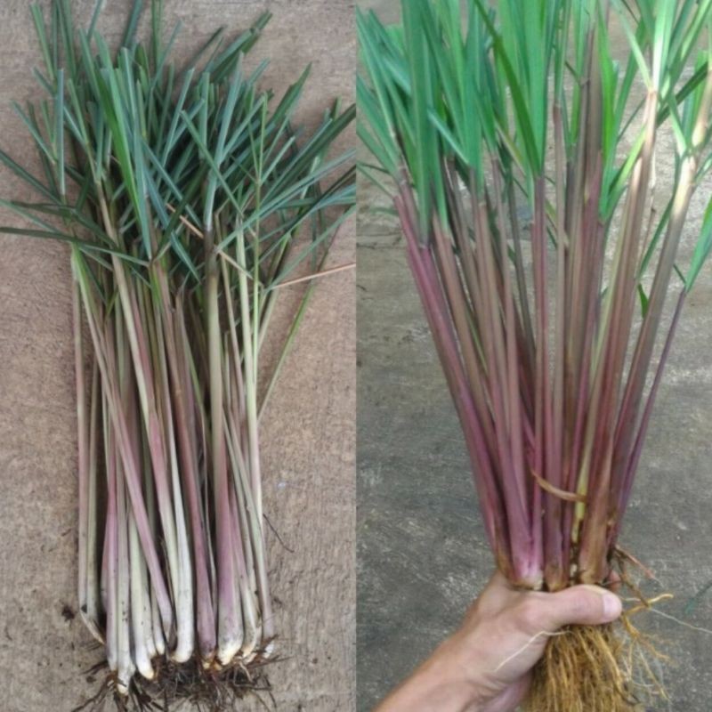 Jual COD BIBIT SEREH MERAH SERAI LANANG SIAP TANAM HARGA PERBATANG AF ...