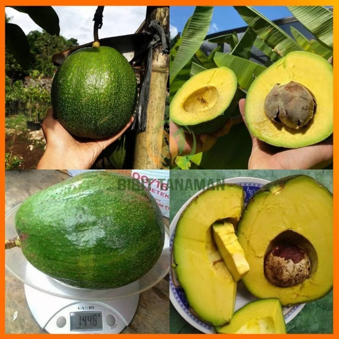 Jual Bibit alpukat kendil tinggi 1 meter batang besar | Shopee Indonesia