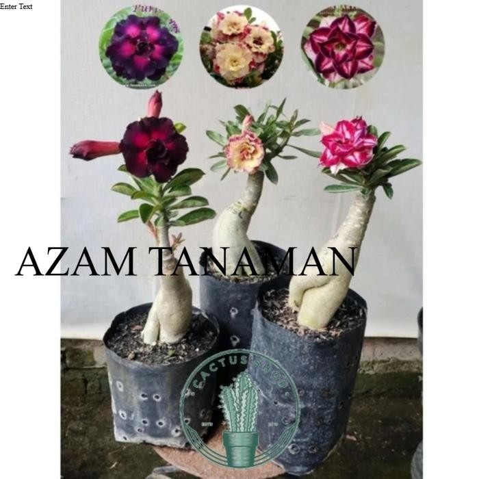 Jual ARTIFICAL- ADENIUM PAKET VARIAN WARNA BUNGA TUMPUK PAKET 3 POHON ...