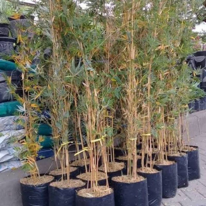 Jual TANAMAN HIAS BAMBU KUNING MINI/BAMBU KUNING CLISIK 1RUMPUN ...