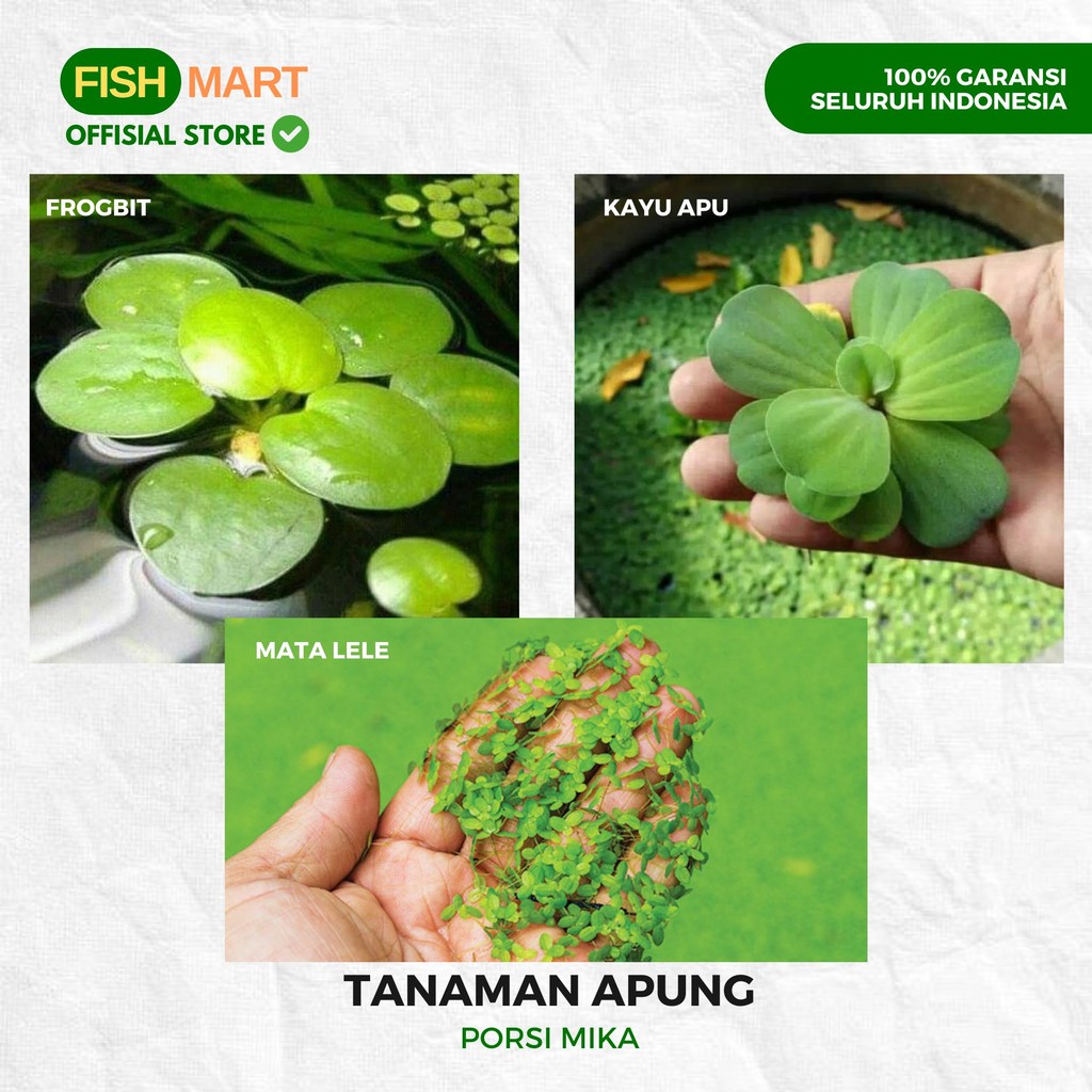 Jual Mata Lele Frogbit Kayu Apu Tanaman Apung Frogbit Floting Plant ...