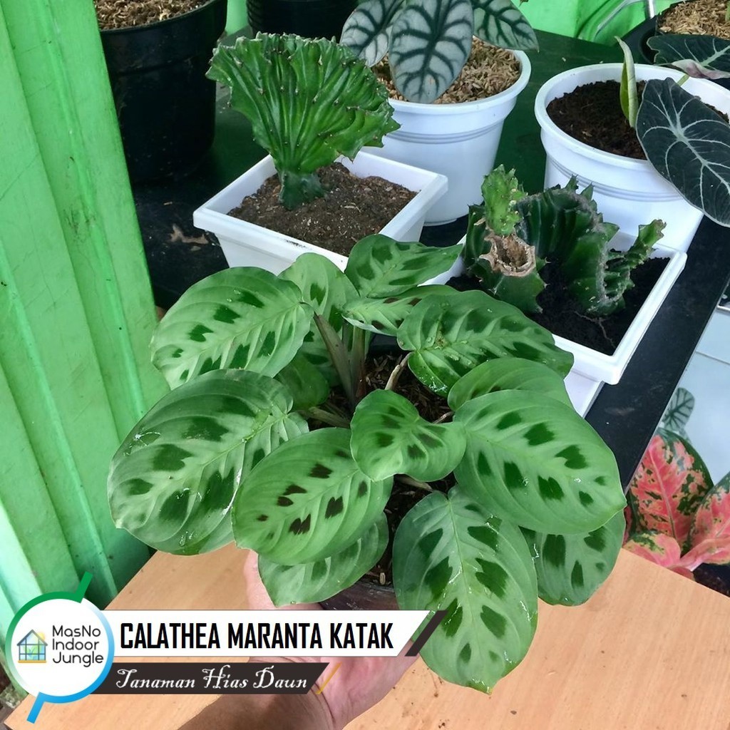 Jual Tanaman Daun Calathea Maranta Katak - bibit tanaman hias calathea ...