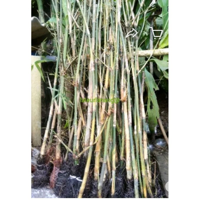 Jual Bibit bambu Jepang siap tanam cocok untuk hias taman outdoor ...