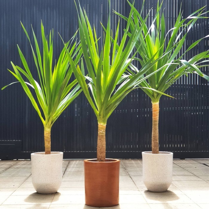 Jual TANAMAN HIAS PANDAN BALI - POHON PANDAN BALI RIMBUN - TANAMAN ...