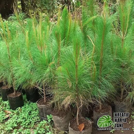 Jual Pohon cemara pinus - Tanaman cemara pinus tinggi 40/50cm | Shopee ...