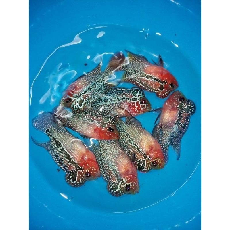 Jual beli3bonus1 Burayak Louhan Super Red Dragon Merah merona 3cm ...