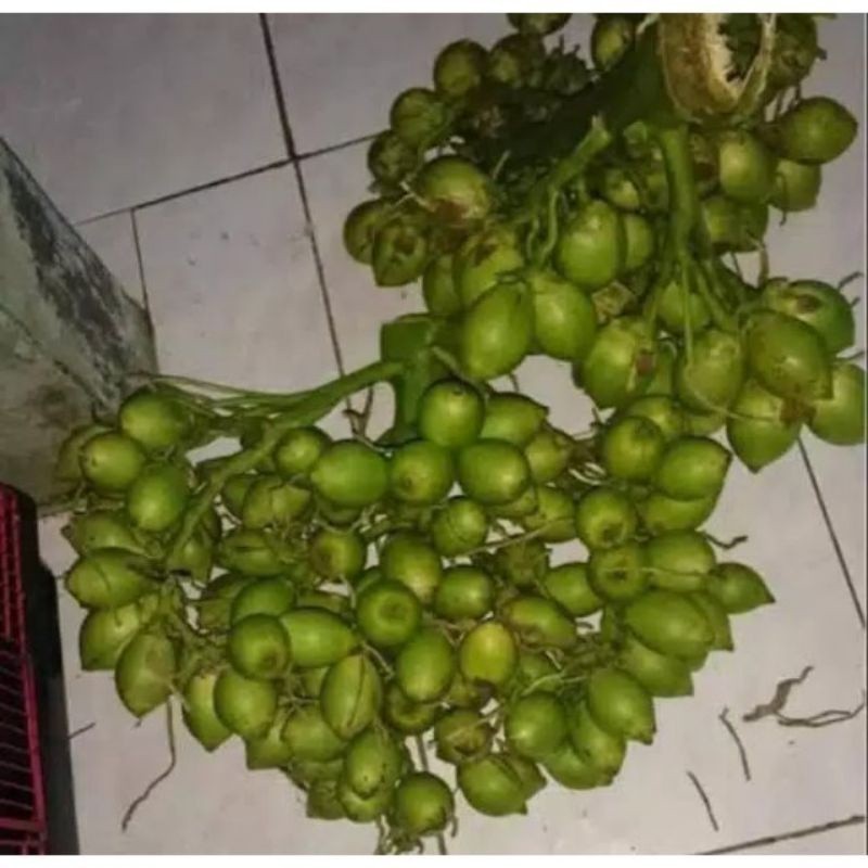 Jual Buah Pinang Muda Segar Buah Pinang Jambe, Buah Pinang Muda 1 kg ...