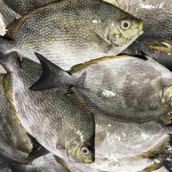 Jual Ikan Baronang Besar 1Kg Segar | Shopee Indonesia
