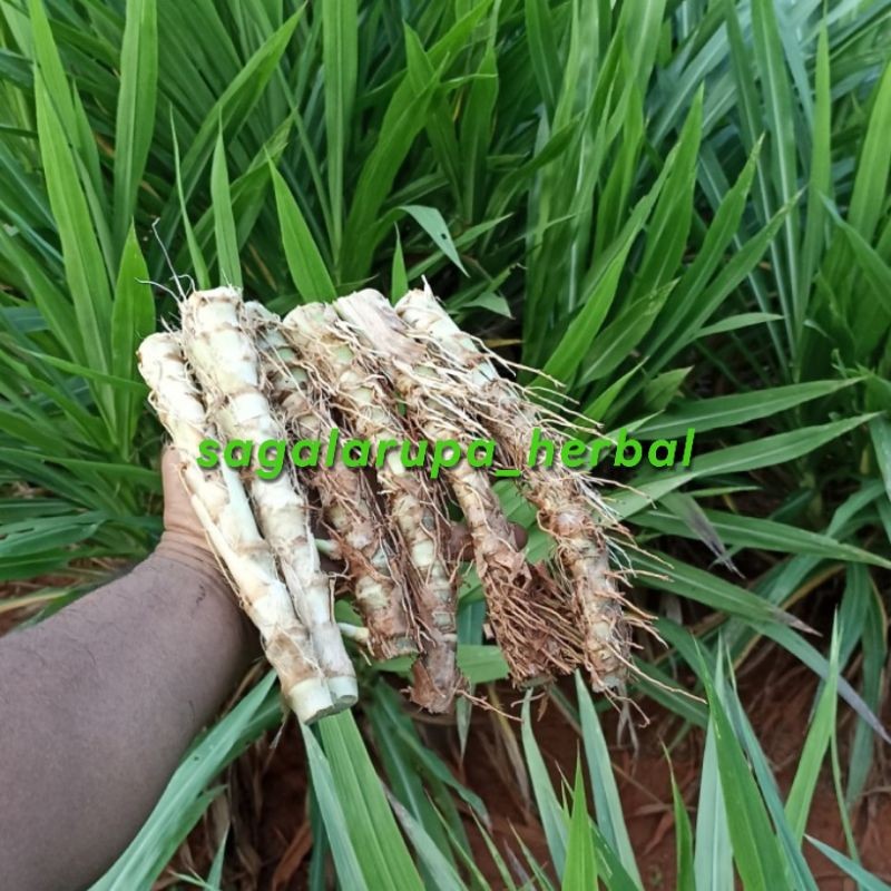 Jual BIBIT RUMPUT ODOT ORIGINAL 1 KG | Shopee Indonesia