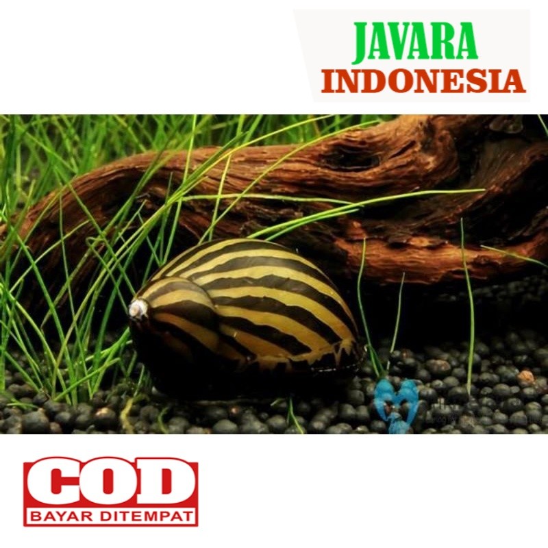 Jual Keong Turbo Keong Pembersih Lumut Aquarium | Shopee Indonesia