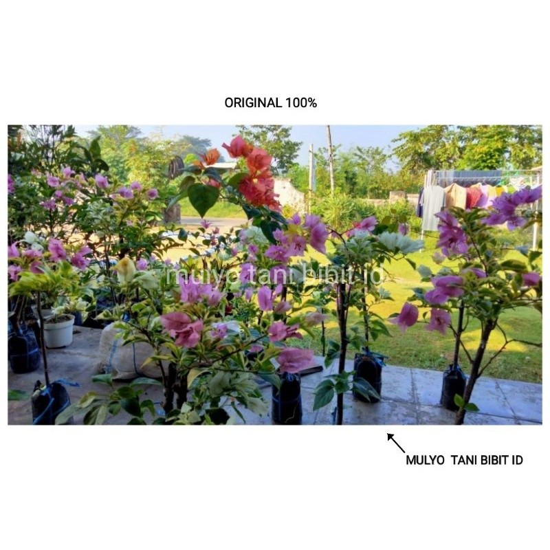 Jual Bibit tanaman hias bunga bougenvile - bugenvil 3 warna - 1 pohon 3 ...