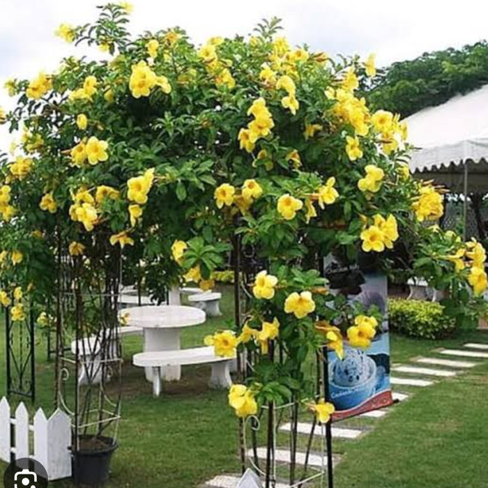 Jual Tanaman Hias Halaman Bunga Rambat Alamanda Terompet Emas Tanaman ...
