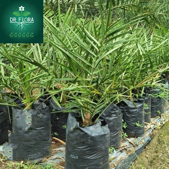 Jual tanaman kurma - pohon kurma - korma - ukuran medium | Shopee Indonesia