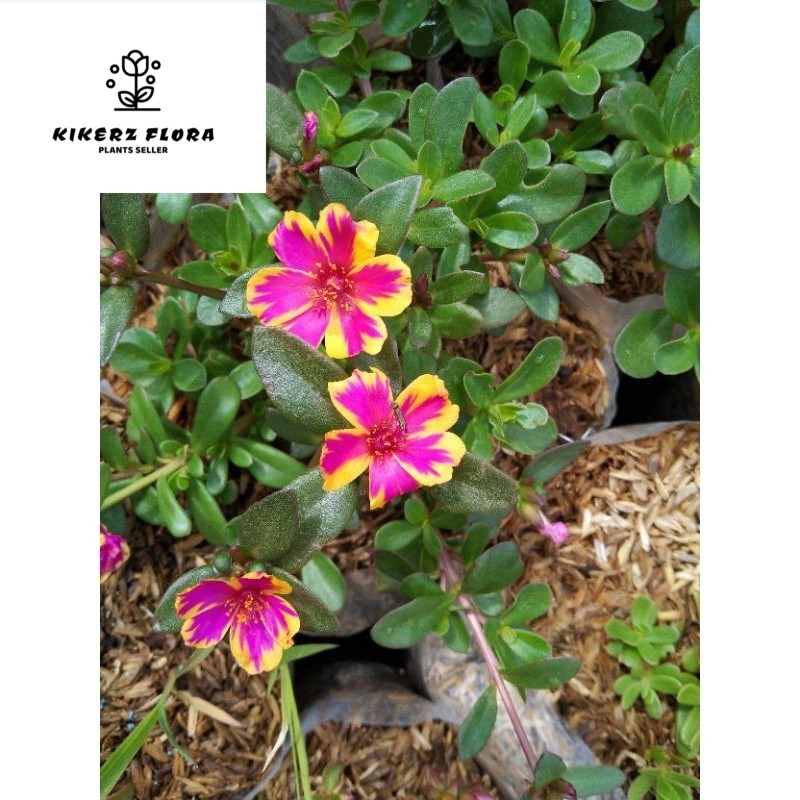 Jual Bunga portulaca pink gradasi kuning | Shopee Indonesia