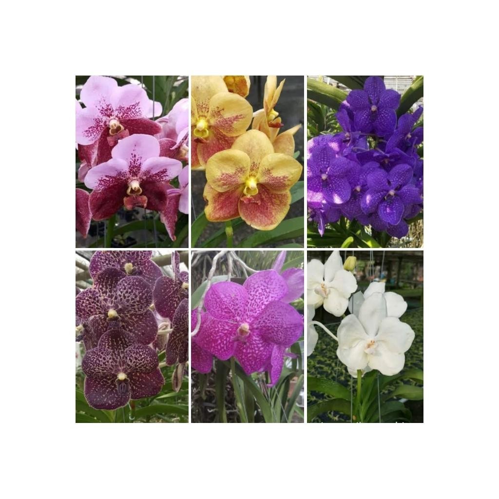 Jual Bibit Anggrek Vanda Dalam Botol/Tanaman Anggrek/Bibit Tanaman ...