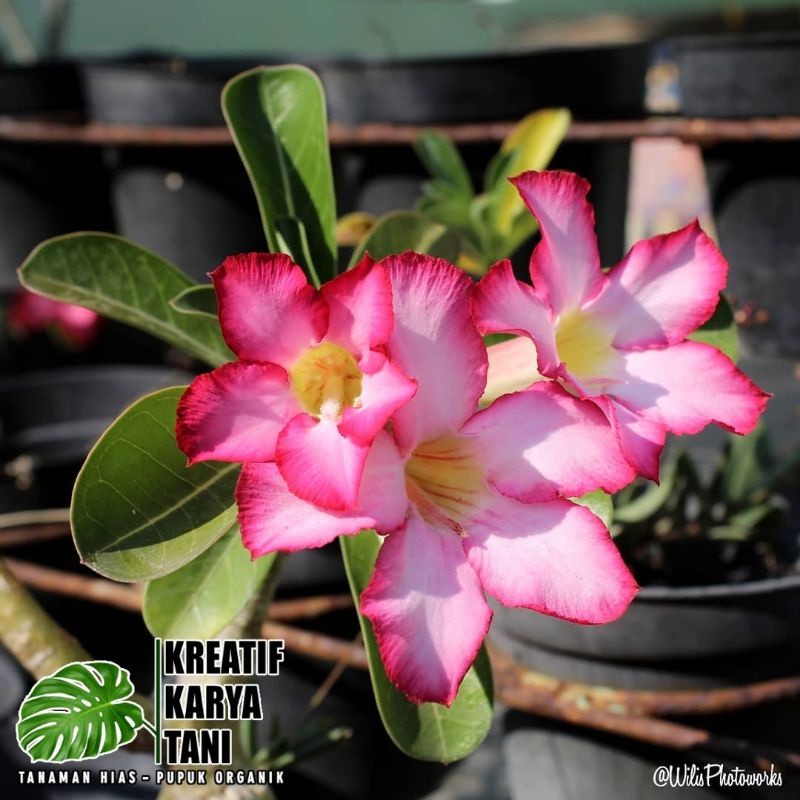 Jual Tanaman Hias Adenium Bunga - Kemboja Jepang | Shopee Indonesia