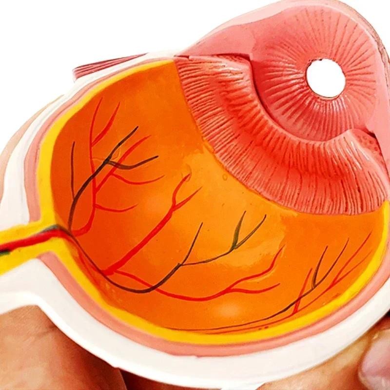 Jual Cornea Eyeball Model Human Eye Model Human Eye Demonstration ...
