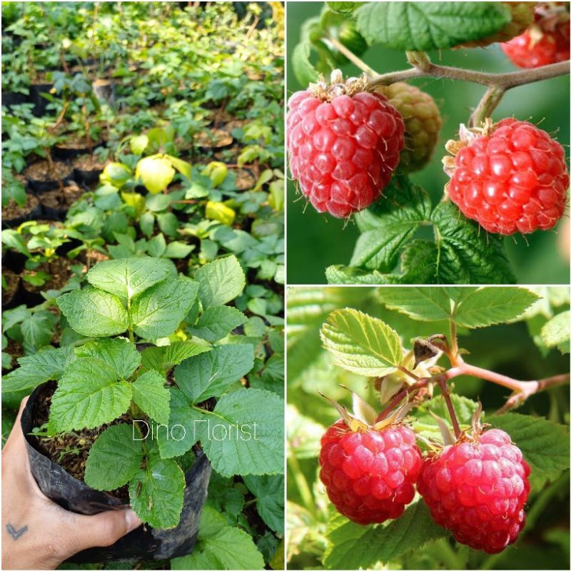 Jual BUAH RASPBERRY IMPORT POLKA (REMAJA) - Bibit Tanaman Buah ...