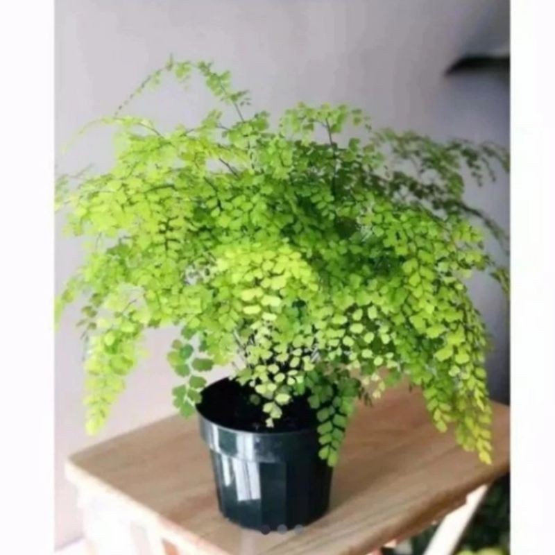 Jual Tanaman hias supril/pohon supril daun mini DN | Shopee Indonesia