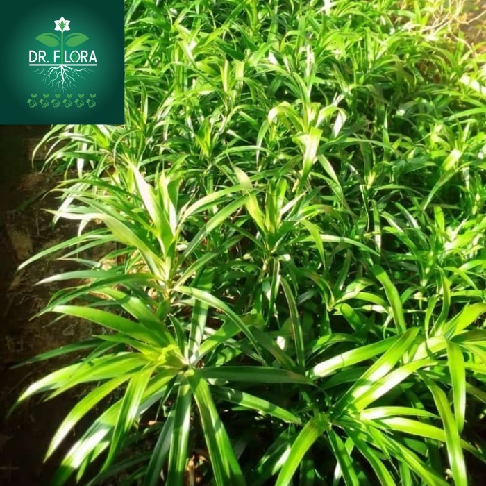 Jual tanaman hias suji belut paket 50 pohon suji belut | Shopee Indonesia