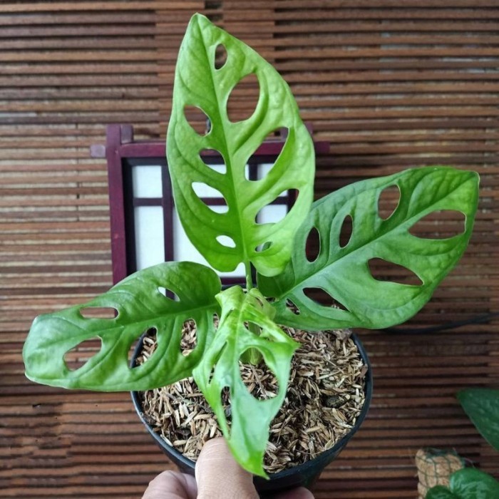 Jual ( BISA BAYAR DI TEMPAT ) PROMO! Tanaman Hias Monstera Janda Bolong ...
