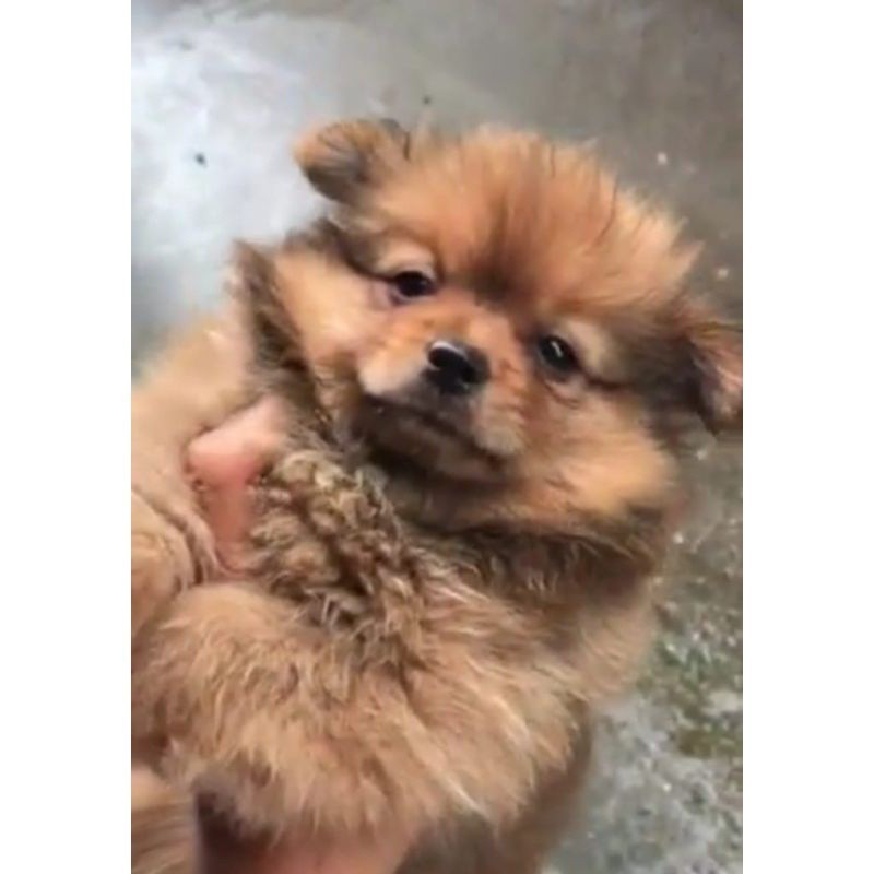 Jual Anakan Anjing Mini Pomeranian Mini Pom Jantan Betiina | Shopee ...