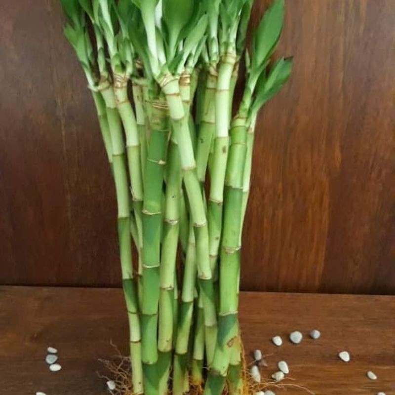 Jual Bambu hoki/ bambu rejeki/ lucky bamboo/ bambu air/ bambu hias 15 ...