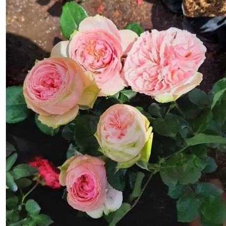 Jual Tanaman Bunga Mawar Import CHARMING PIANO - Bunga Mawar Impor ...