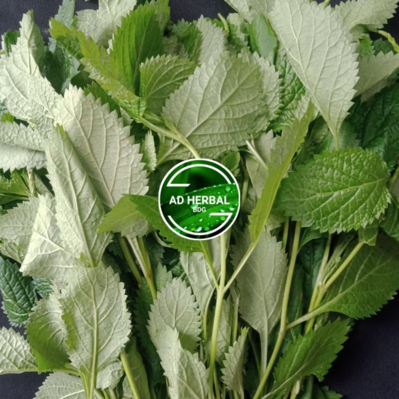 Jual Daun Pecut Kuda Atau Jarong Unggu Frest 1Kg | Shopee Indonesia