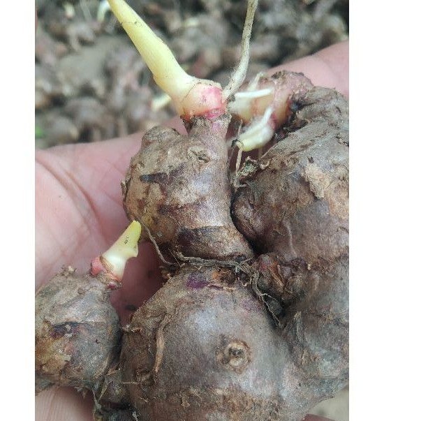 Jual bibit jahe merah yg sudah bertunas/5 pcs | Shopee Indonesia