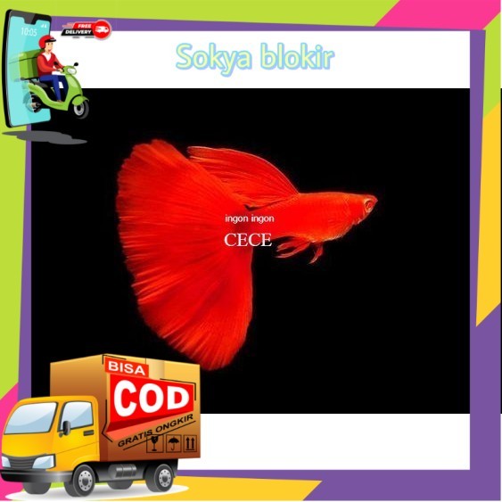 Jual kebutuhan aquarium buy gupi hiasan akuarium Guppy Albino Full Red ...